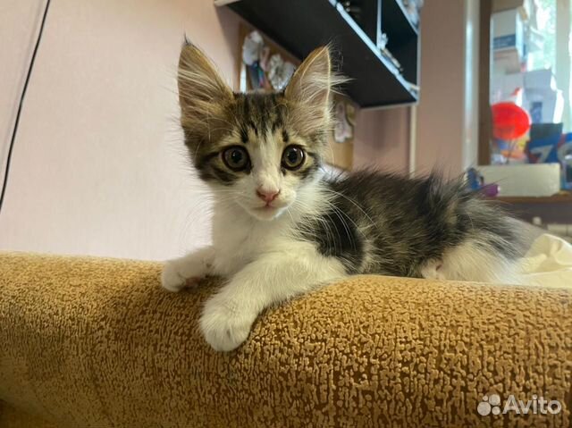 Котенок из Крыма 3 мес