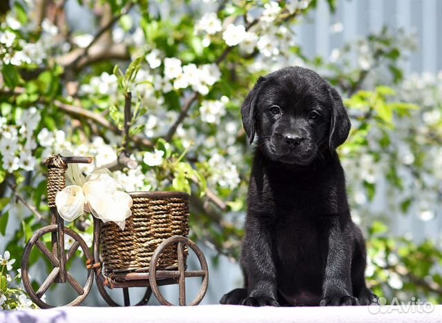 Лабрадор черный девочка 2 мес РКФ