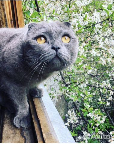 Шотландский вислоухий кот