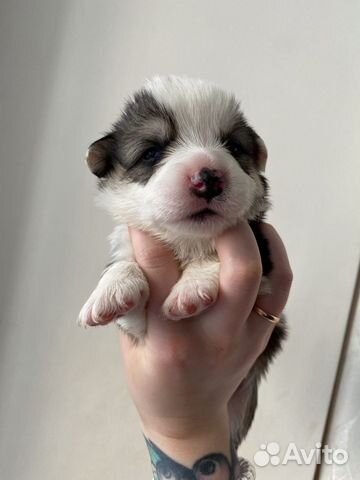 Резервирование щенков вельш корги пемброк