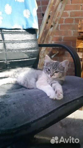 Кошечка ласковая около 2х мес