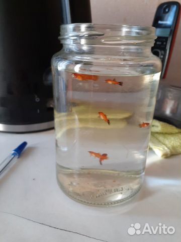 Меченосцы мальки