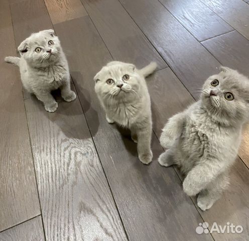 Шотландские вислоухие лиловые котята
