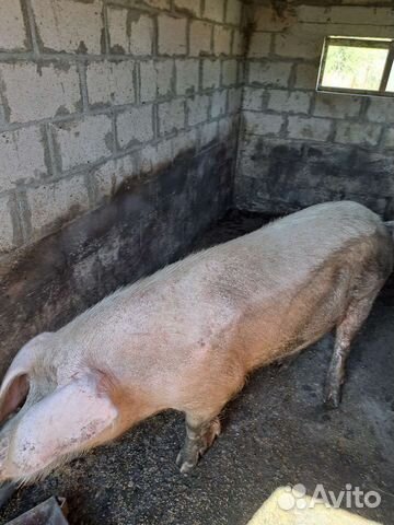 Продам хряка на племя