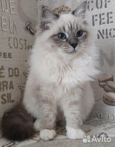 Невские Маскарадные котята
