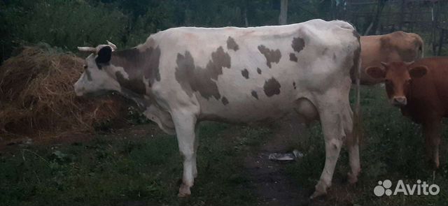 Корова высокоудойная