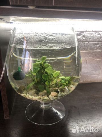 Аквариум бокал 6 литров