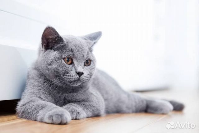 Британская короткошерстная кошка