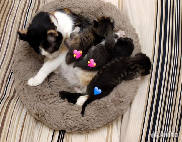 Трёхцветные котята