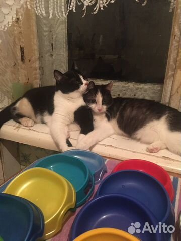 Неразлучники кошка и котик очень ждут свою семью