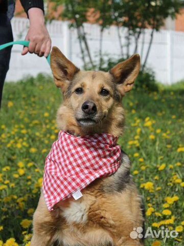 Айка из приюта в дар