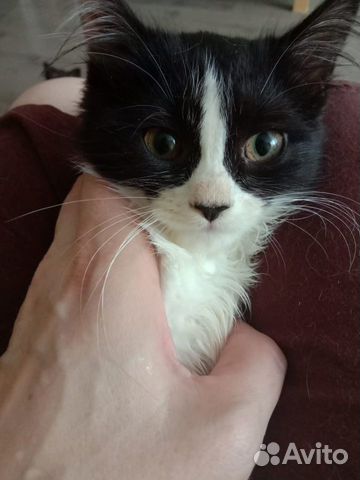 Руся в добрые руки