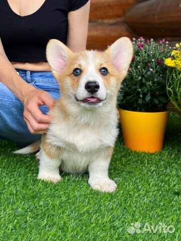 Щенки Корги милашки