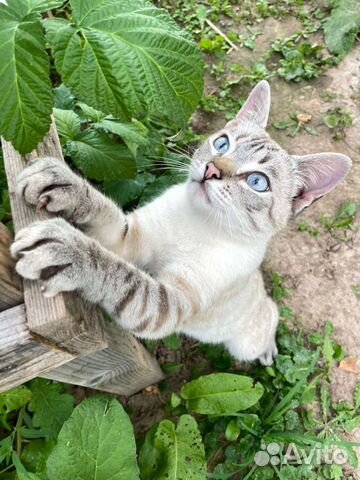 Невский маскарадный котик Марик 1год