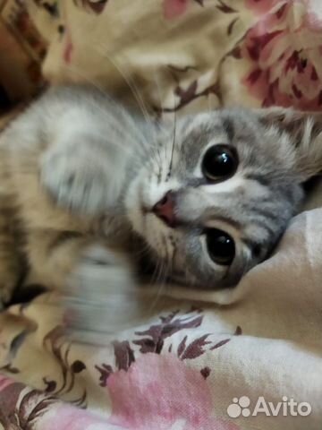 Подкинули котёнка на смерть