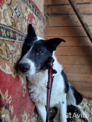 Погибает в клетке