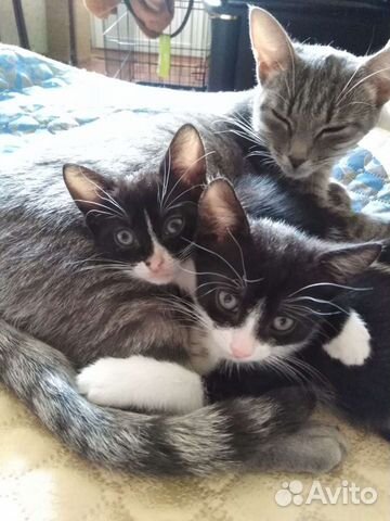 Котенок