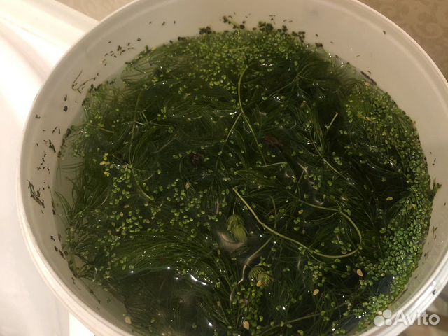 Водоросли для аквариума роголистник