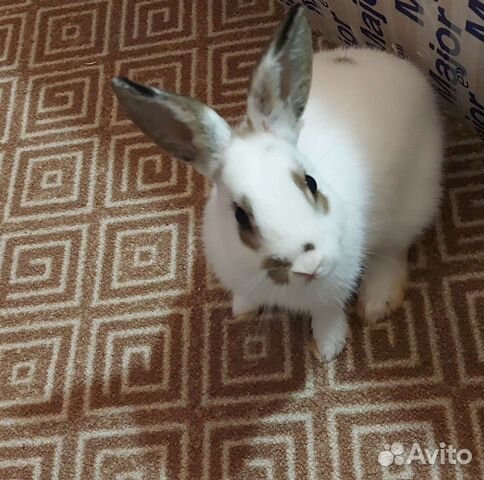 Карликовый кролик 5 месяцев