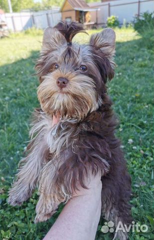 Подрощеный шоколадный мальчик