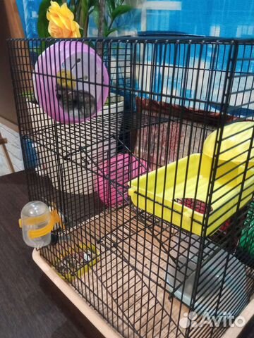 Хомяки вместе с клеткой