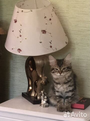 Котята курильский бобтейл