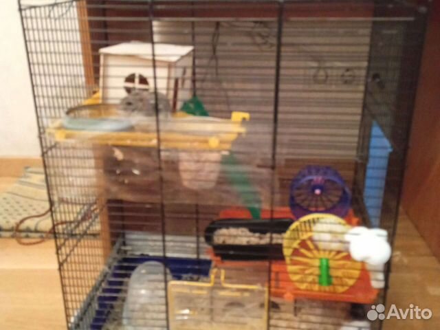 Джунгарский хомяки