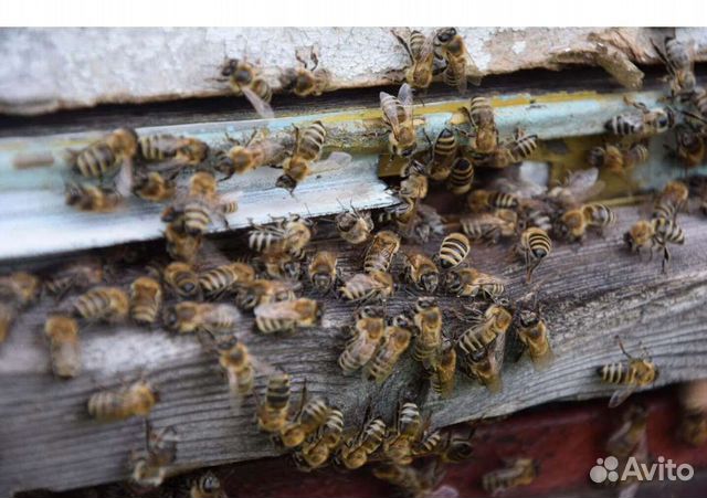 Семьи пчел продам