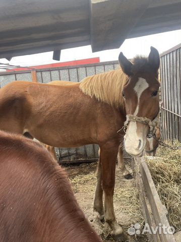 Кобыла и тёлка