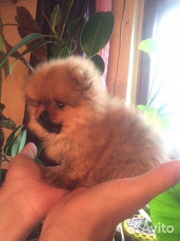 Померанский шпиц