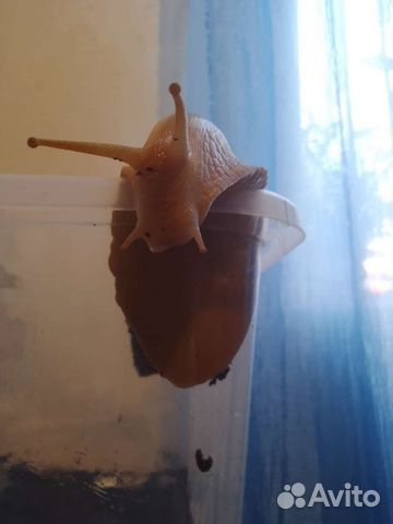 Яйца улитки ахетины