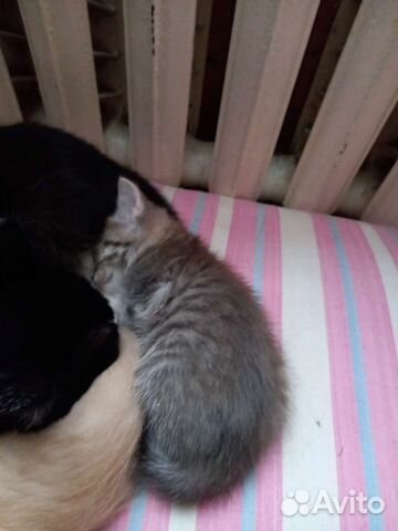 Котёнок