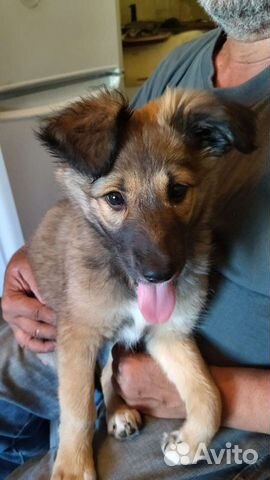 Собаки бесплатно в добрые руки щенки