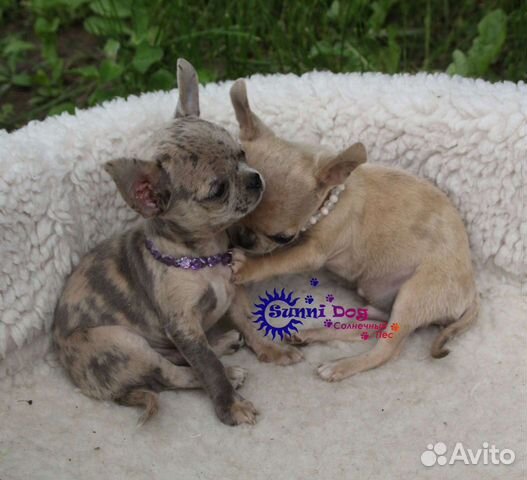 Очень красивые чихушечки