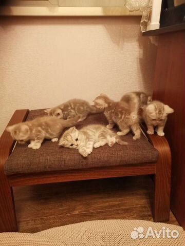 Британские котята