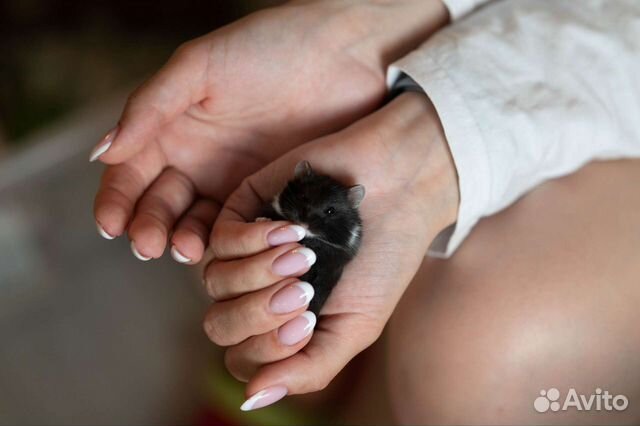 Джунгарский хомяк