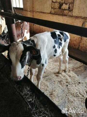 Тёлочки голштинки