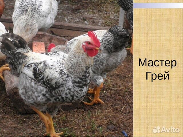 Яйцо Мастер Грей Венгрия в наличии