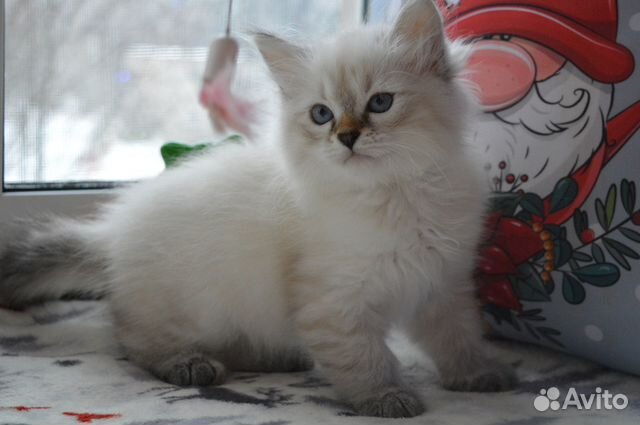 Невский котик 2 мес