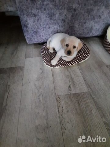 Продам Лабрадора