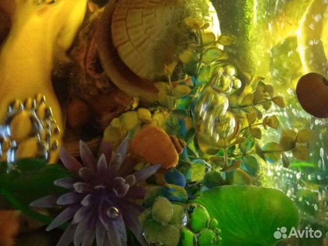 Улитки ампулярии жёлтые