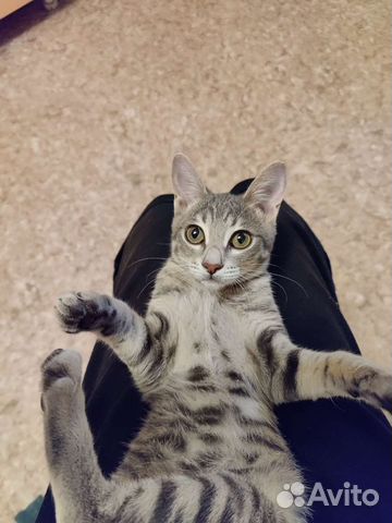 Котенок в добрые руки