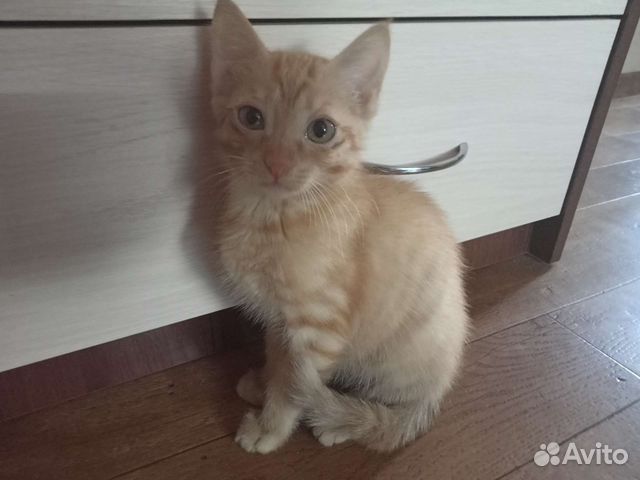 Кошка