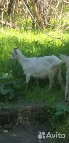 Зааненские козы