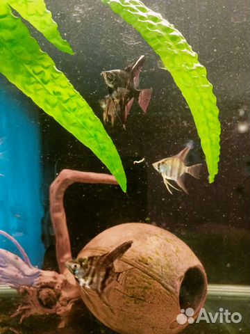 Рыбки скалярии