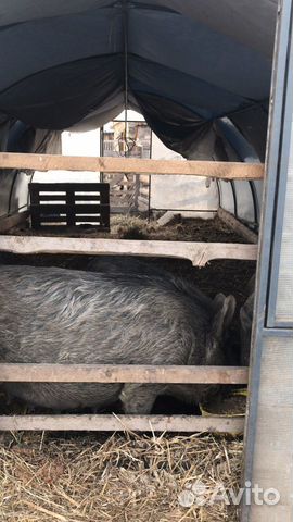 Свиноматка