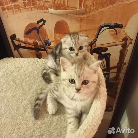 Шотландская