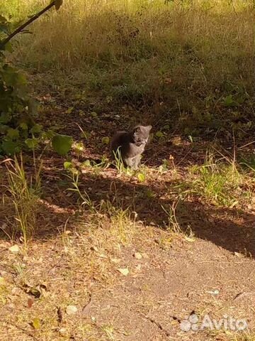 Молодой котик, нужна помощь