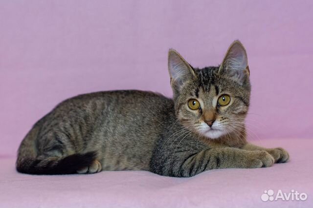 Отдается в добрые руки