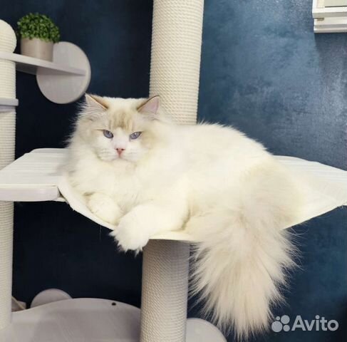 Шоколадный линкс в разведение, Чемпион